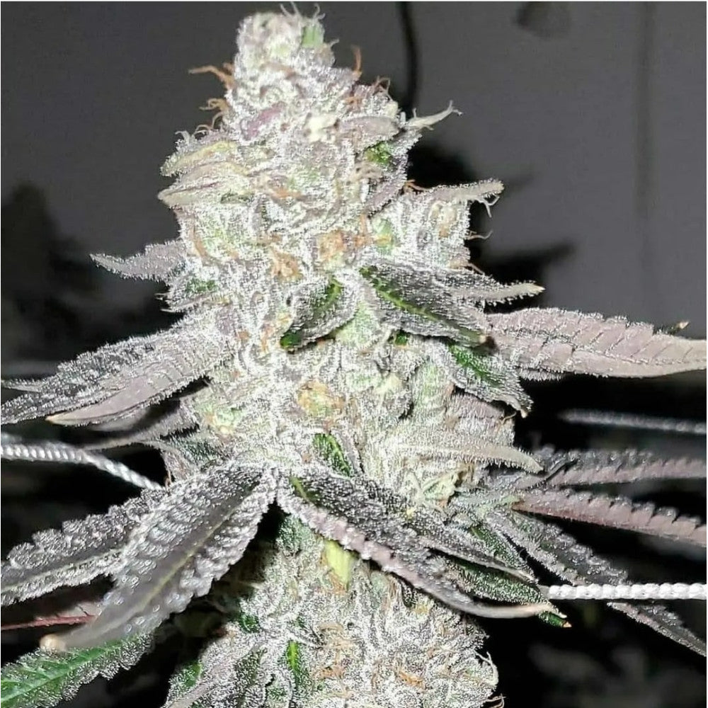 Apple Strudel Clone: Raw Genetics – Plant Living