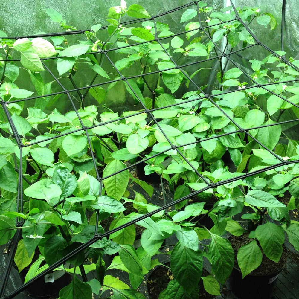 Stretch Net (with 4 hooks) | Plant Living
